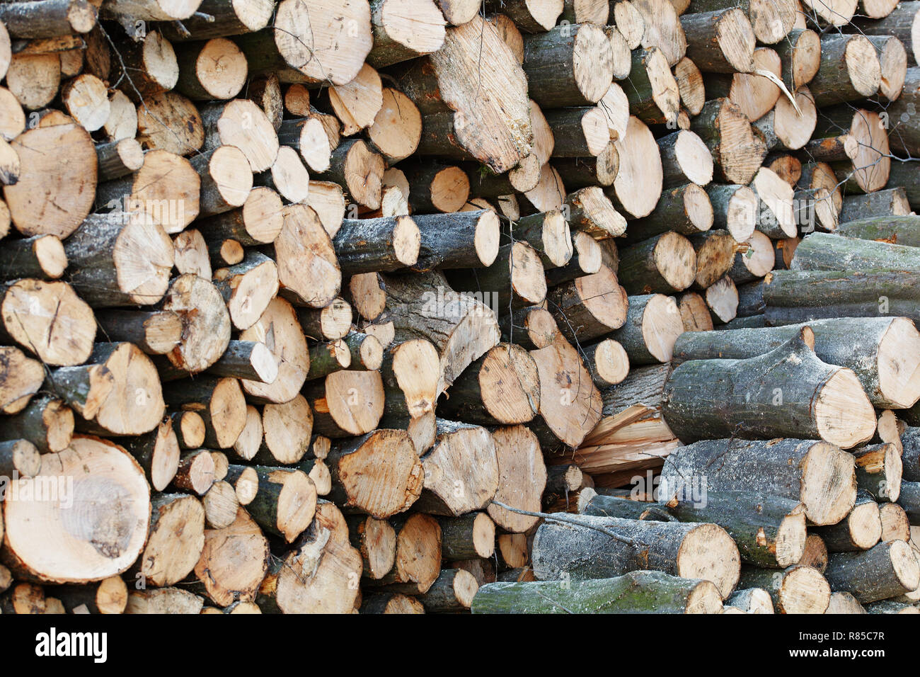 Wooden Logs with Forest on Background. Trunks of trees cut and stacked ...