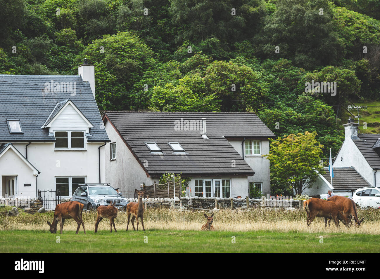 Irish countryside buildings surrounded by forest, wild animals ...