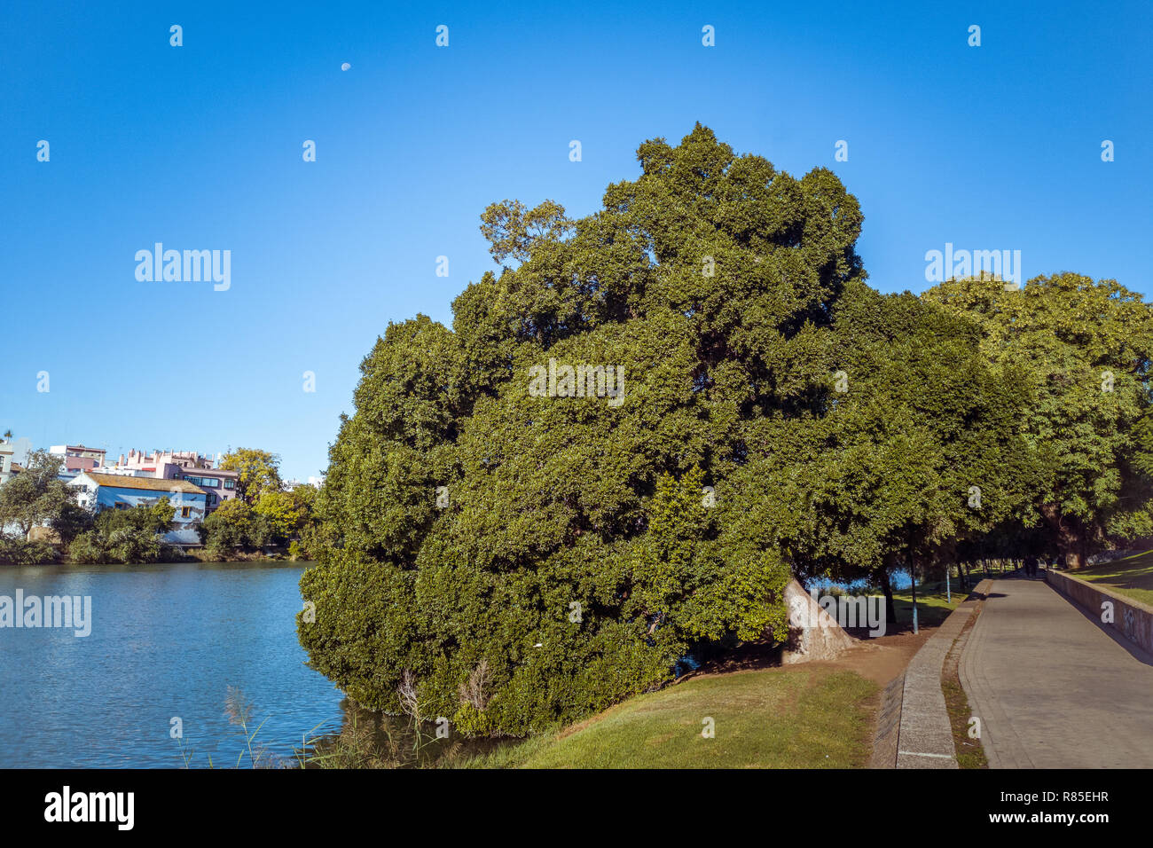 Beautiful big tree hi-res stock photography and images - Alamy