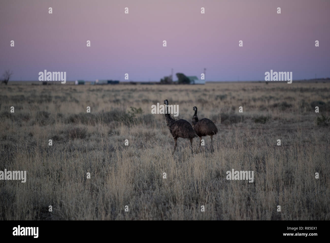 Two emus walk through an outback landscape near Winton, QLD Stock Photo ...