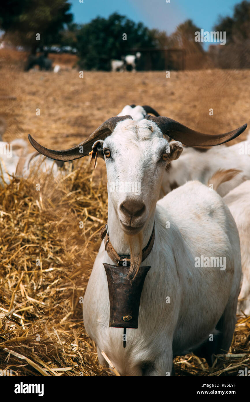 Cyprus goats hi-res stock photography and images - Alamy