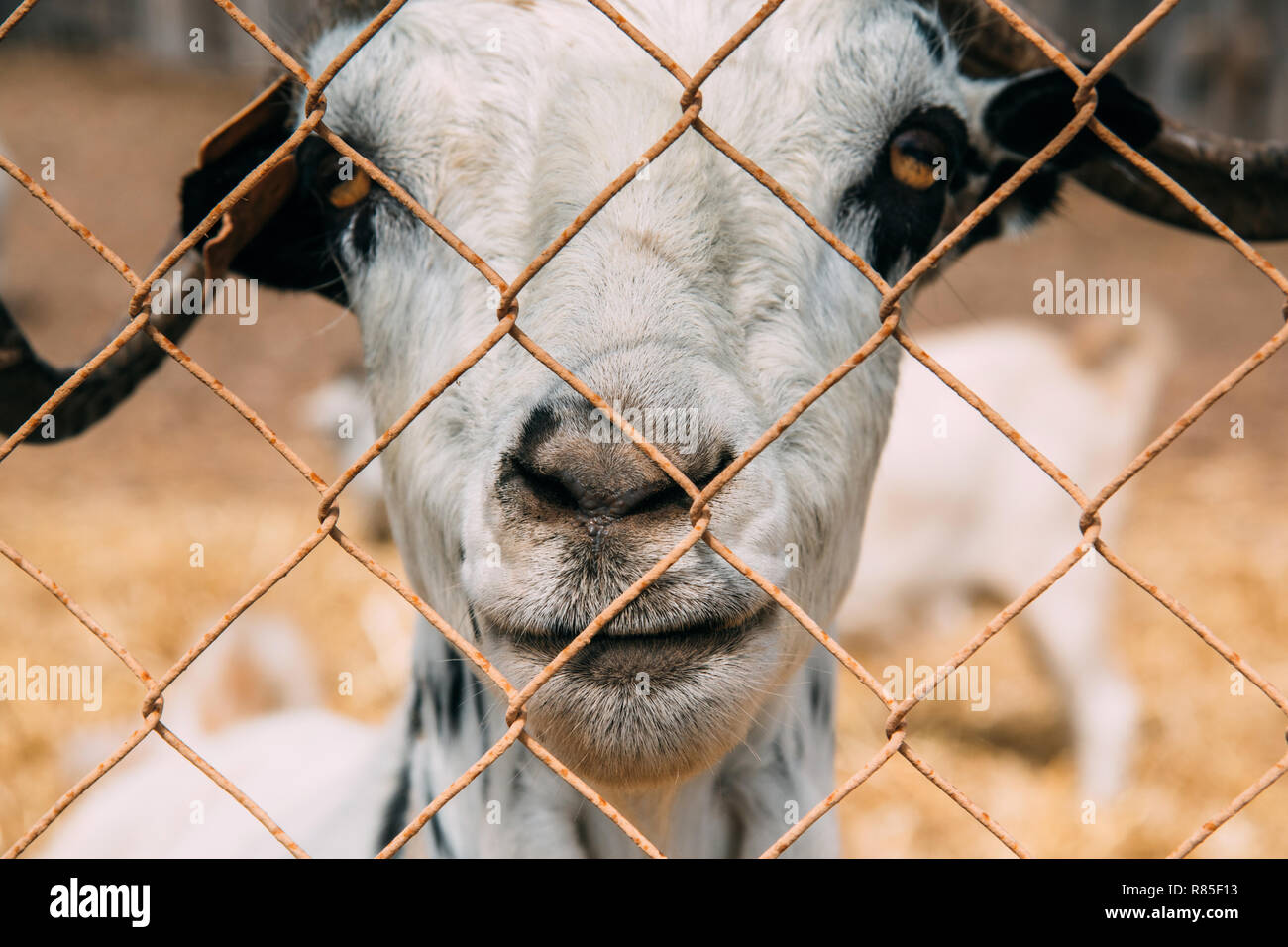Cyprus goats hi-res stock photography and images - Alamy