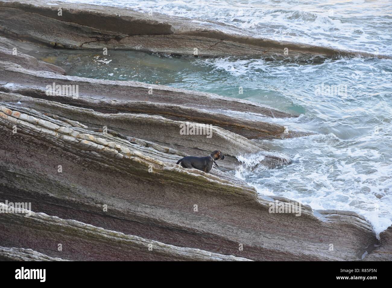 Shore Dog about to take a swim in the beach at San Sebastián, Spain ...