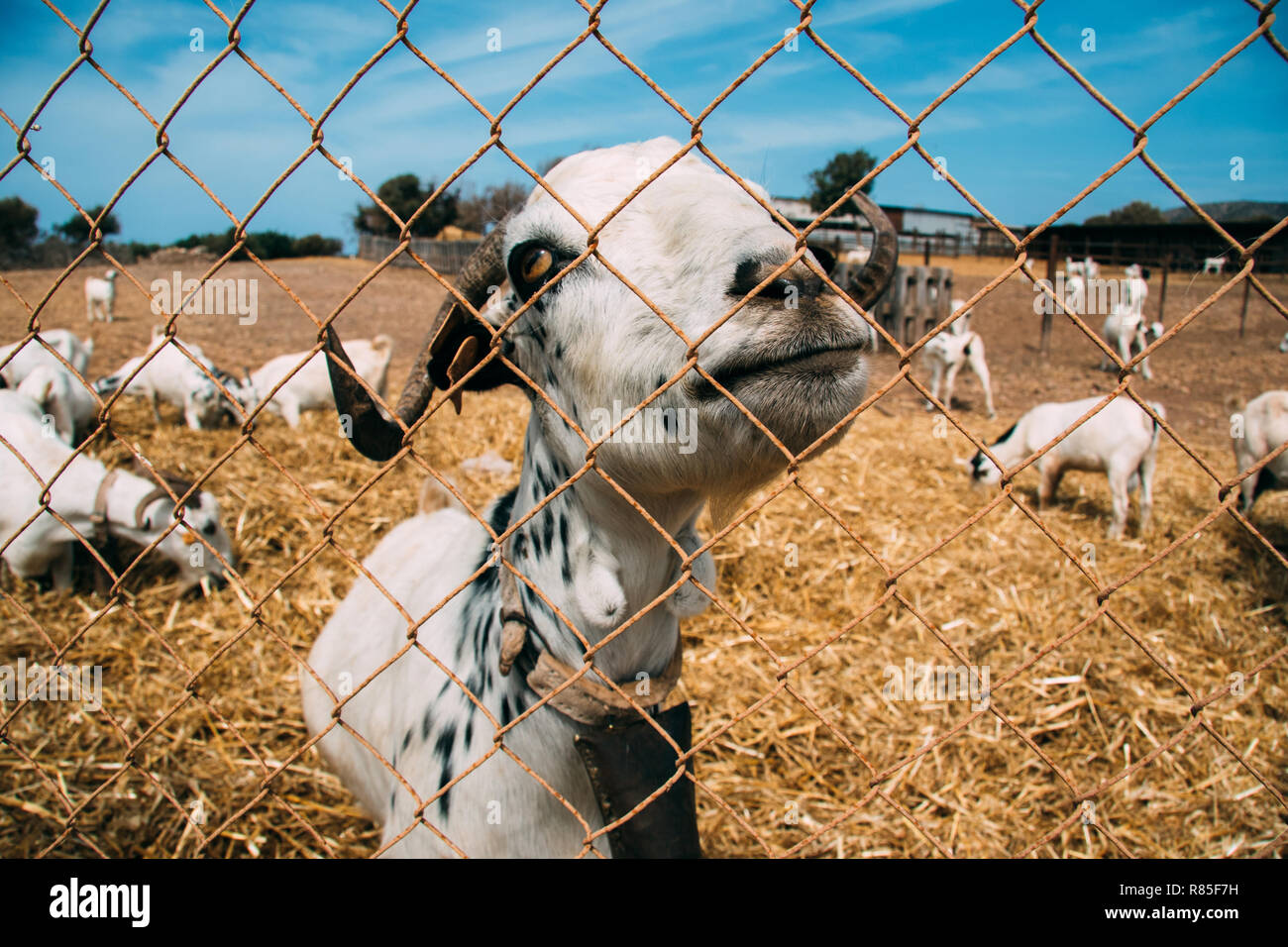 Cyprus Goats, Lara Beach in the Akamas Peninsula, Cyprus Island, Paphos ...
