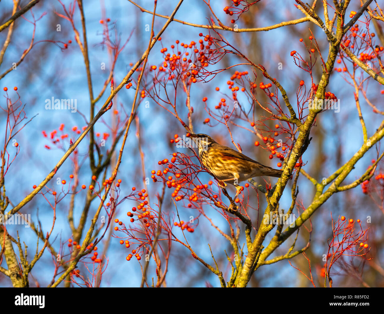 Redwing Feeding Leaves High Resolution Stock Photography and Images - Alamy