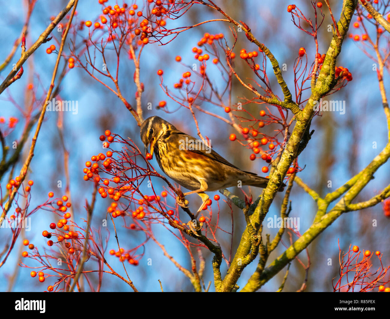 Redwing Feeding in a Rowan Tree Stock Photo - Alamy