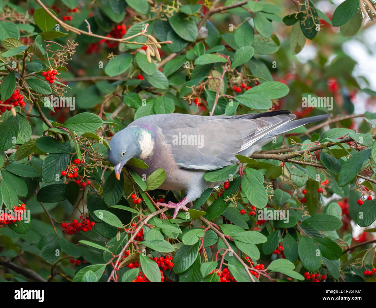 Pigeon Feeding on a Rohan Mountain Ash Tree Berries Stock Photo - Alamy