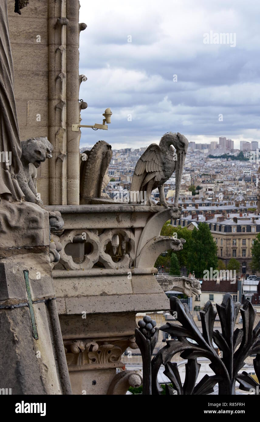 Notre Dame Cathedral, Paris, France. Gargoyles and chimeras, pelican ...