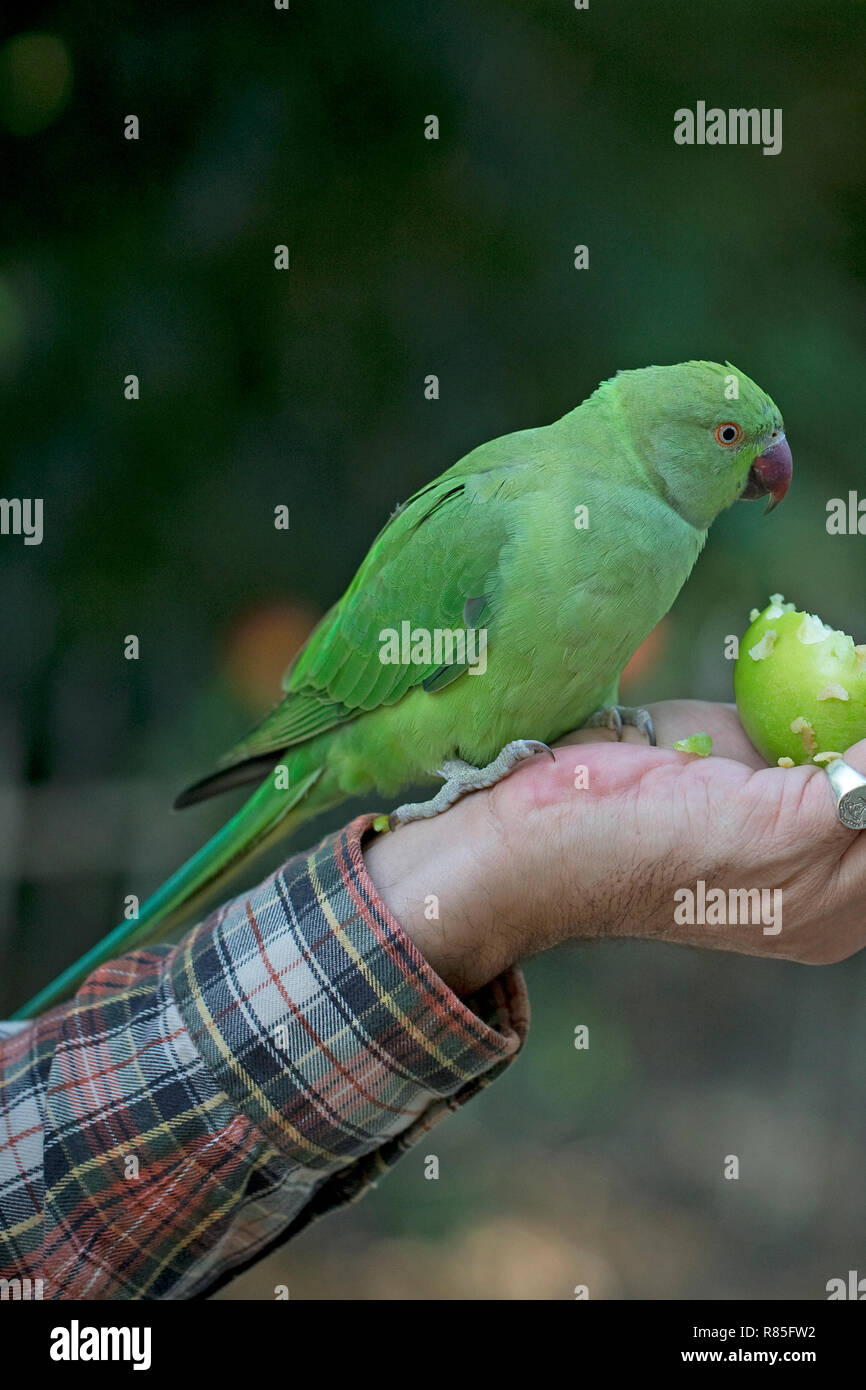 Rose ringed parakeets uk hi-res stock photography and images - Alamy