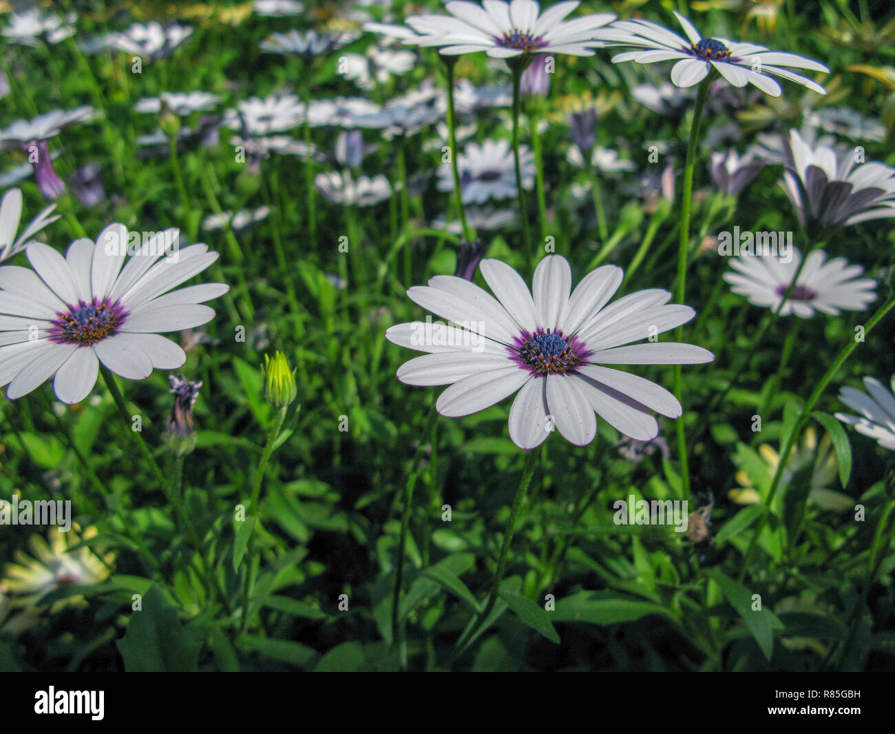 Flowers at The Royal Botanic Gardens, Kew Stock Photo - Alamy