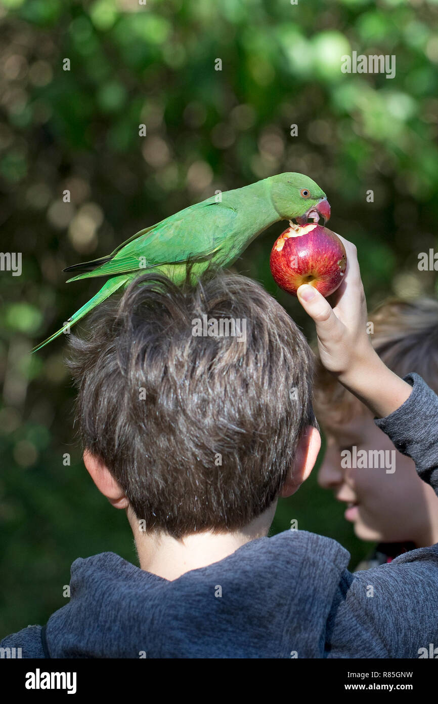 Rose-ringed Parakeet (Psittacula krameri Stock Photo - Alamy
