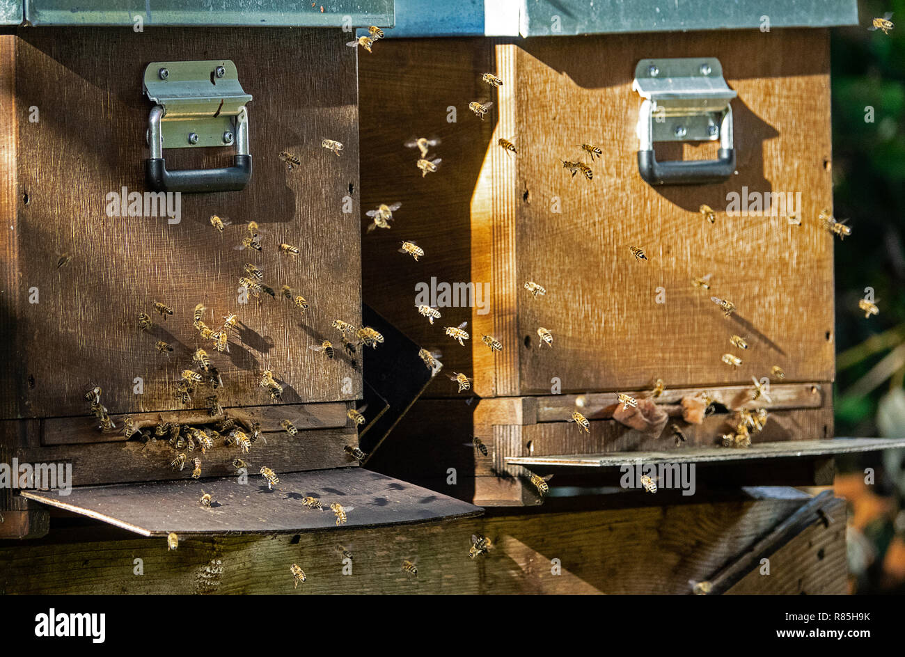 bees very busy at the beehive flying in and out Stock Photo - Alamy