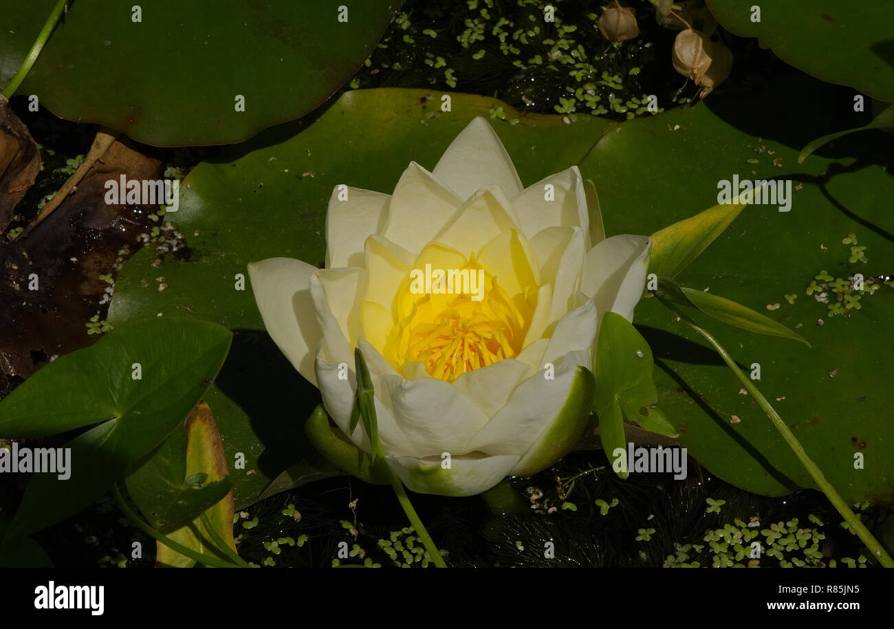 Water Lily Nymphaeaceae Stock Photo - Alamy