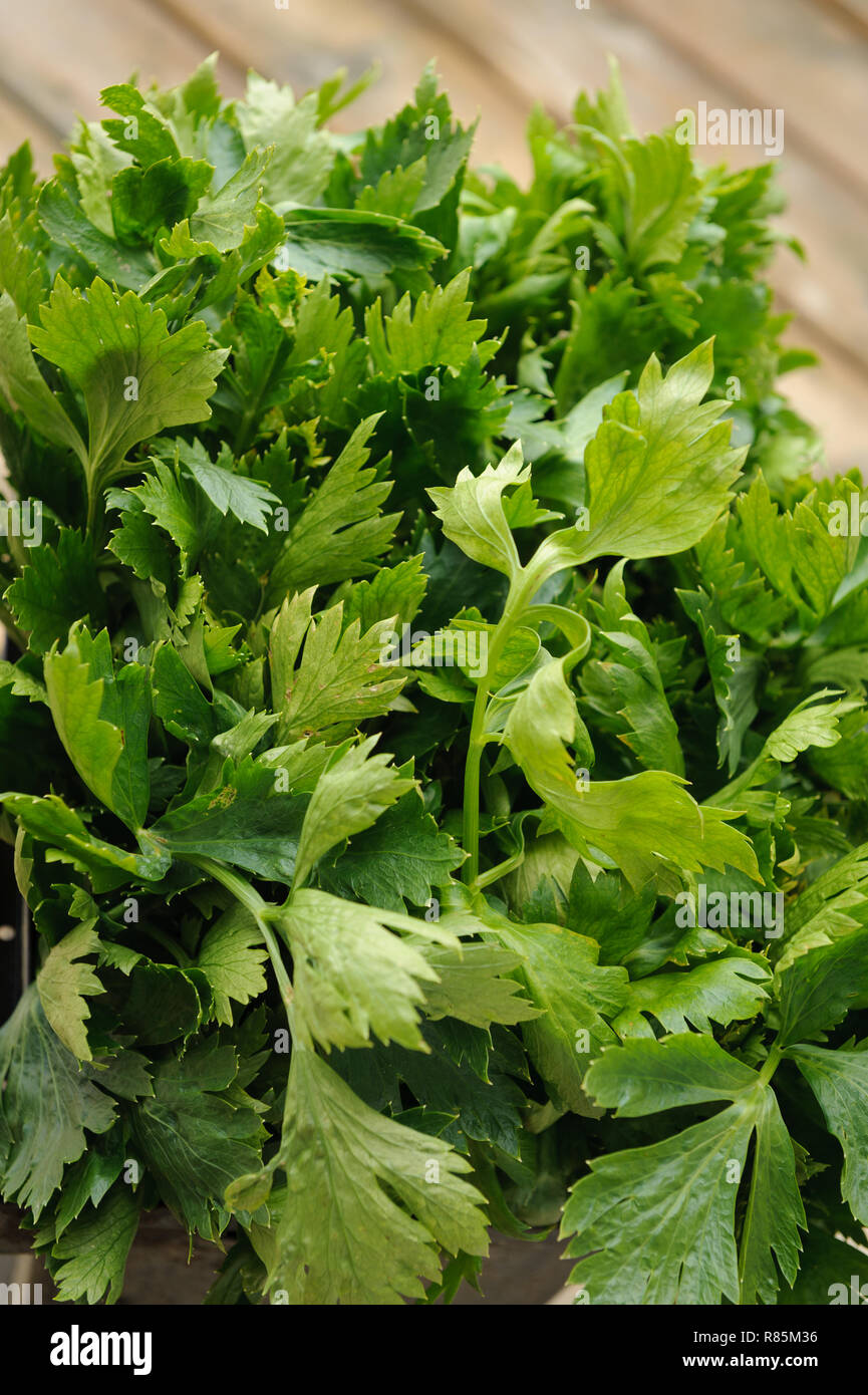 Celeries garden hi-res stock photography and images - Alamy