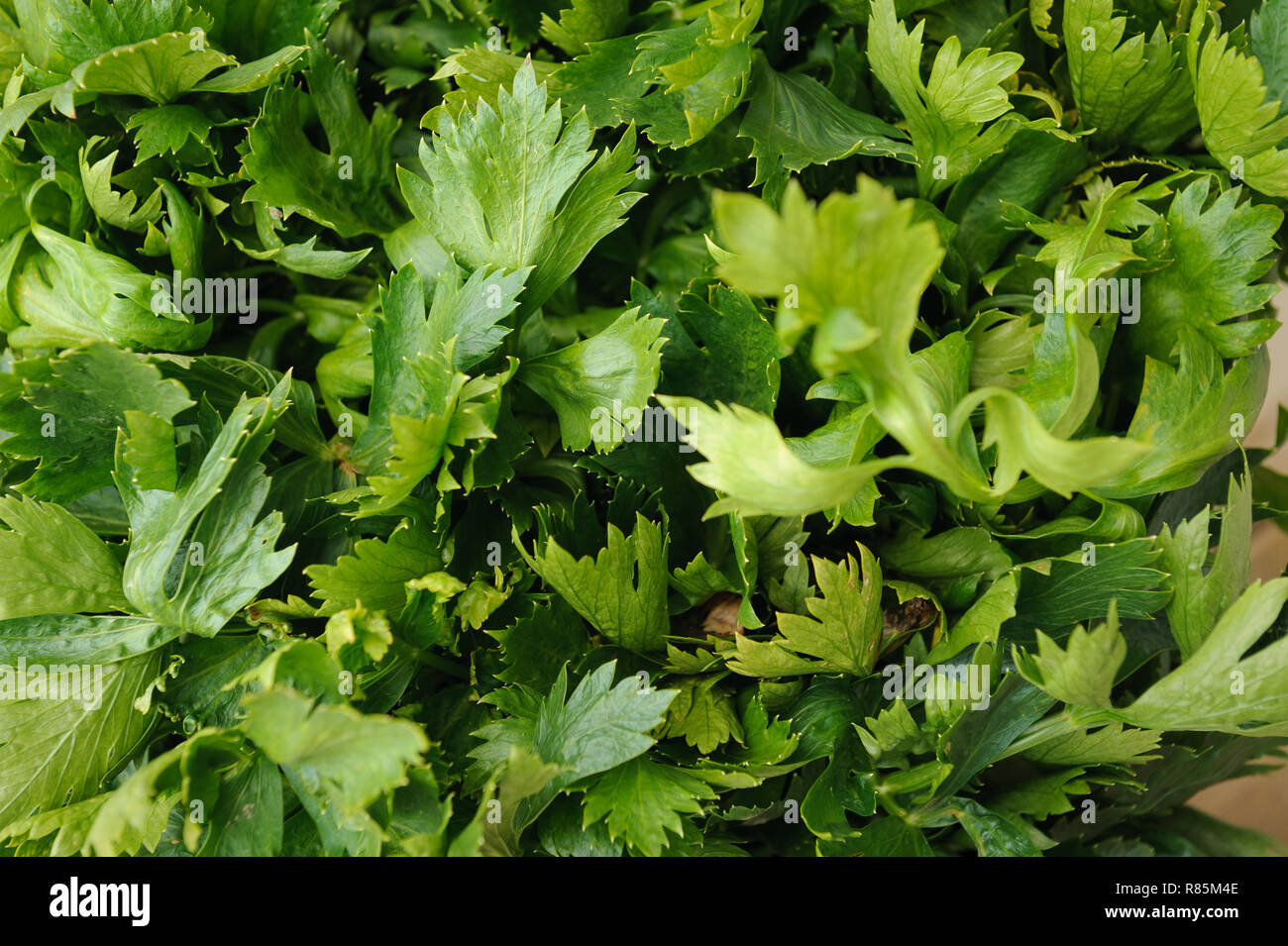 Organic celeries from a celery garden farm Stock Photo - Alamy