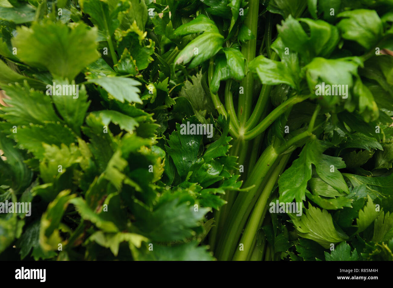 Celeries garden hi-res stock photography and images - Alamy