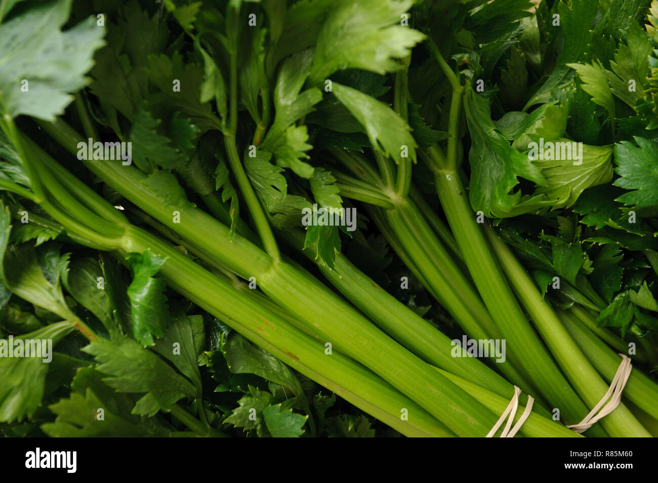 Celeries garden hi-res stock photography and images - Alamy