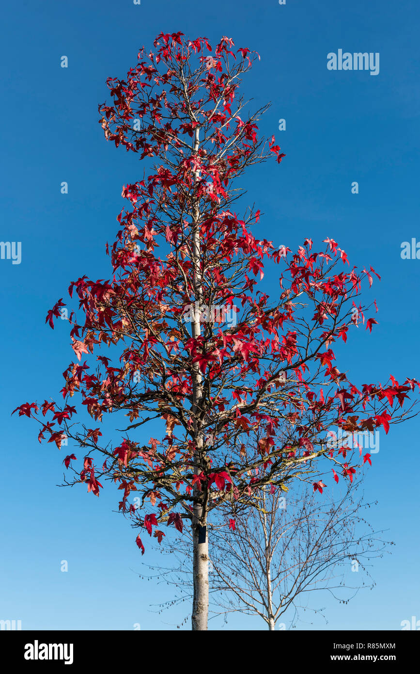 American Gum Tree High Resolution Stock Photography and Images - Alamy