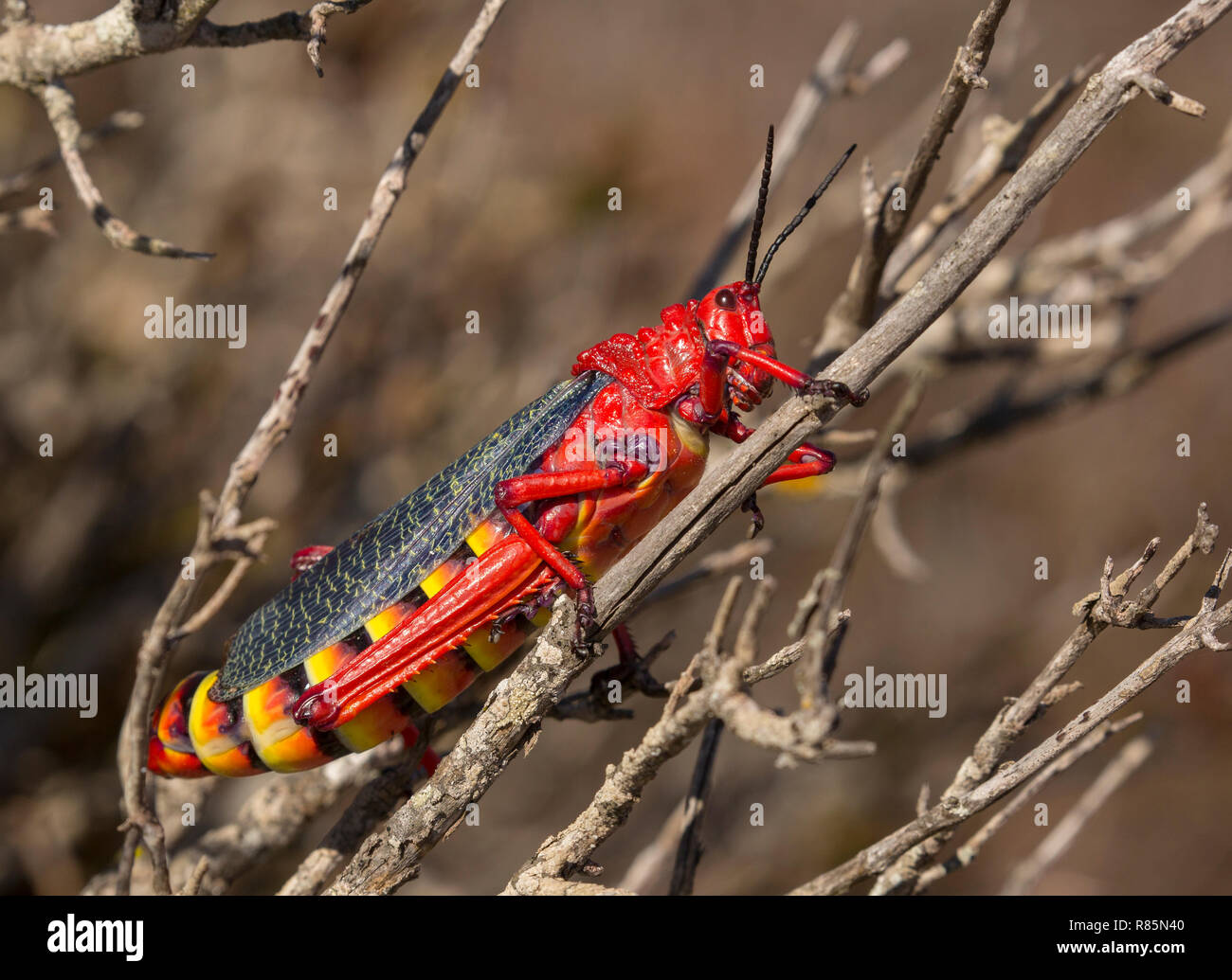 Red locust hi-res stock photography and images - Alamy