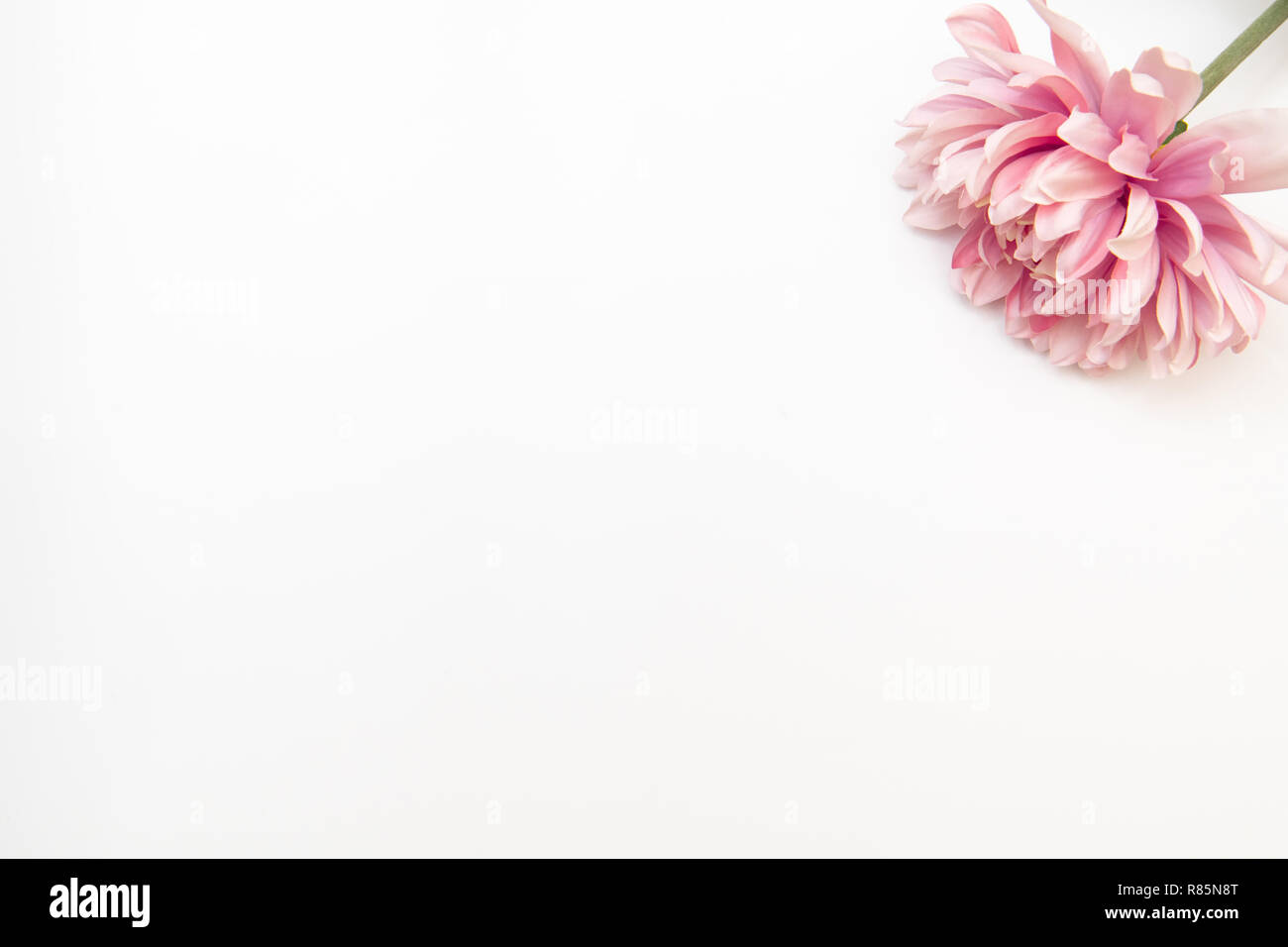 Minimal styled flat lay with pink flower on a white background. Mock up ...