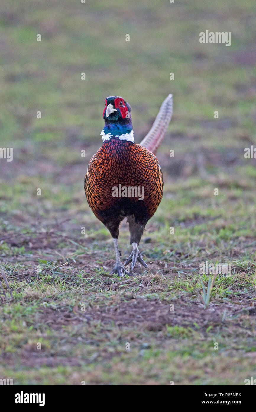 Pheasants birds hi-res stock photography and images - Alamy
