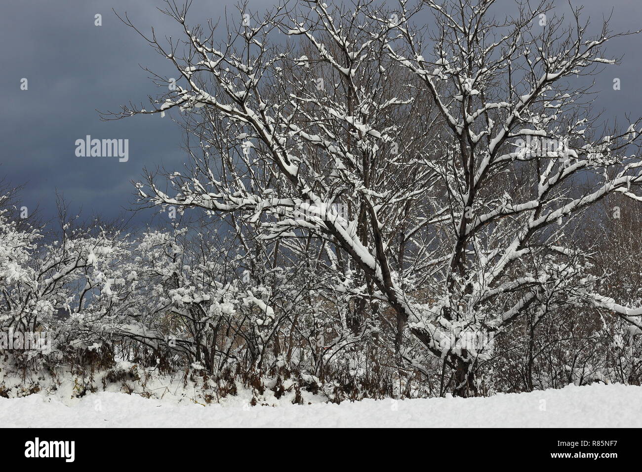 Snow covered branches spruce view hi-res stock photography and images ...