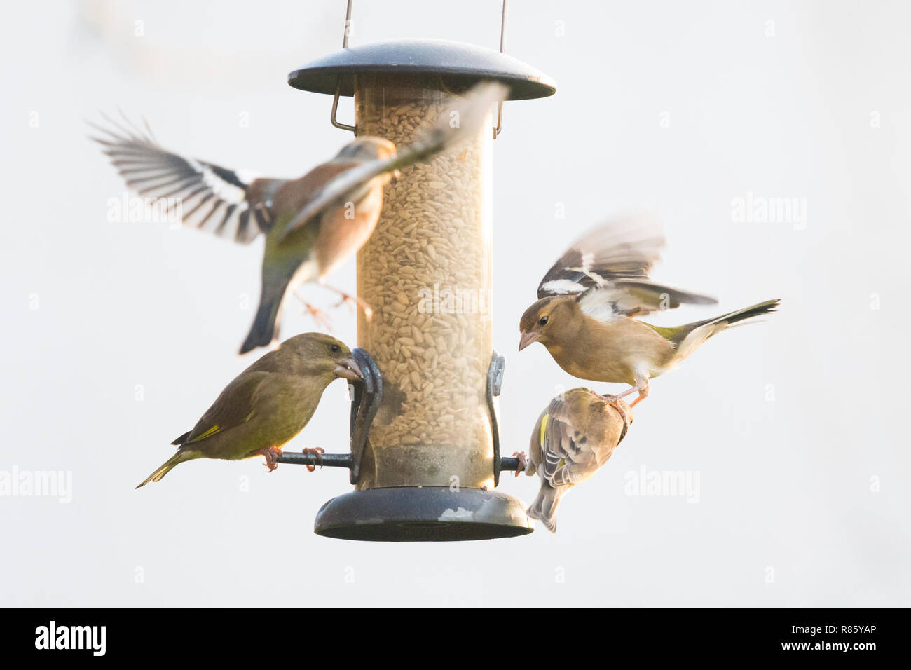 Stirlingshire, Scotland, UK - 13 December 2018: uk weather - garden ...