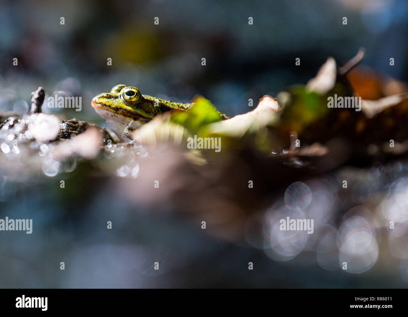 Ebersberg, Germany. 20th Aug, 2018. A pond frog hides behind a leaf at ...