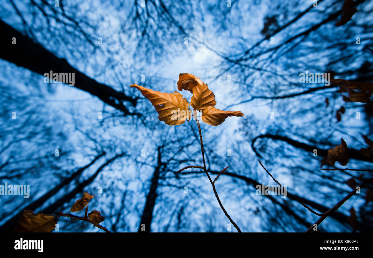 Sehnde, Germany. 19th Nov, 2018. In a forest, three leaves that have ...