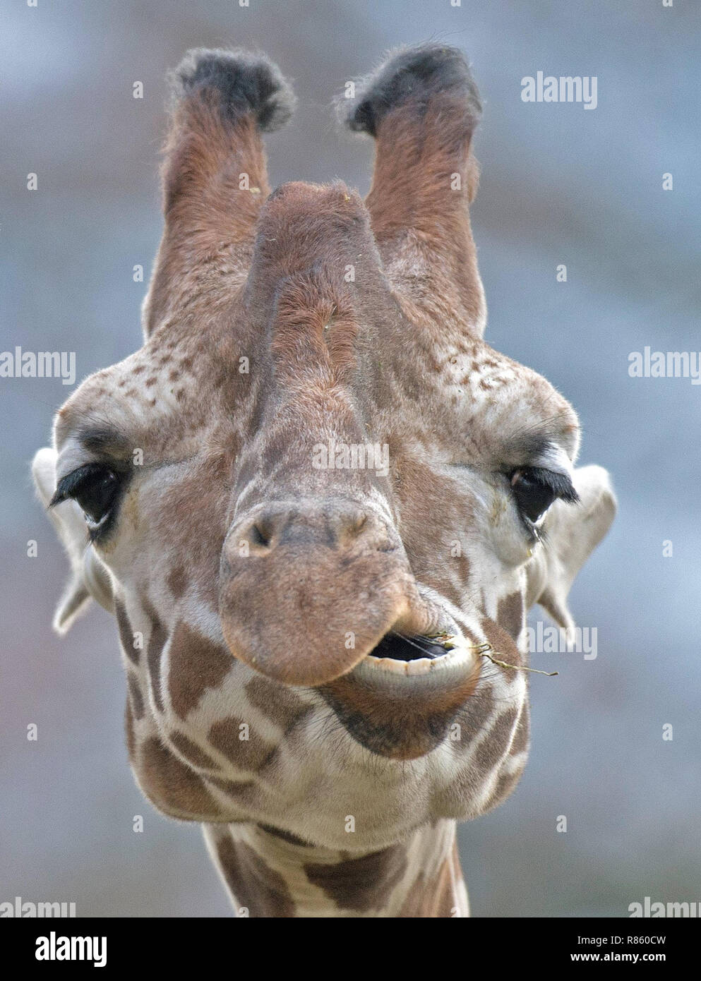 Berlin, Germany. 13th Jan, 2018. A giraffe chews its food and maintains ...