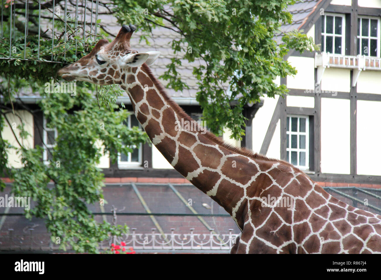Berlin zoo giraffe hi-res stock photography and images - Alamy