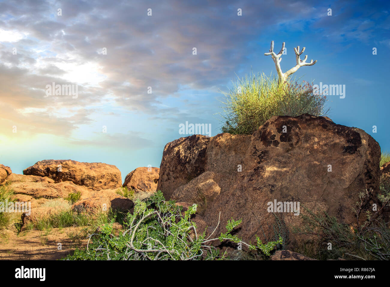 African Quiver tree Stock Photo - Alamy