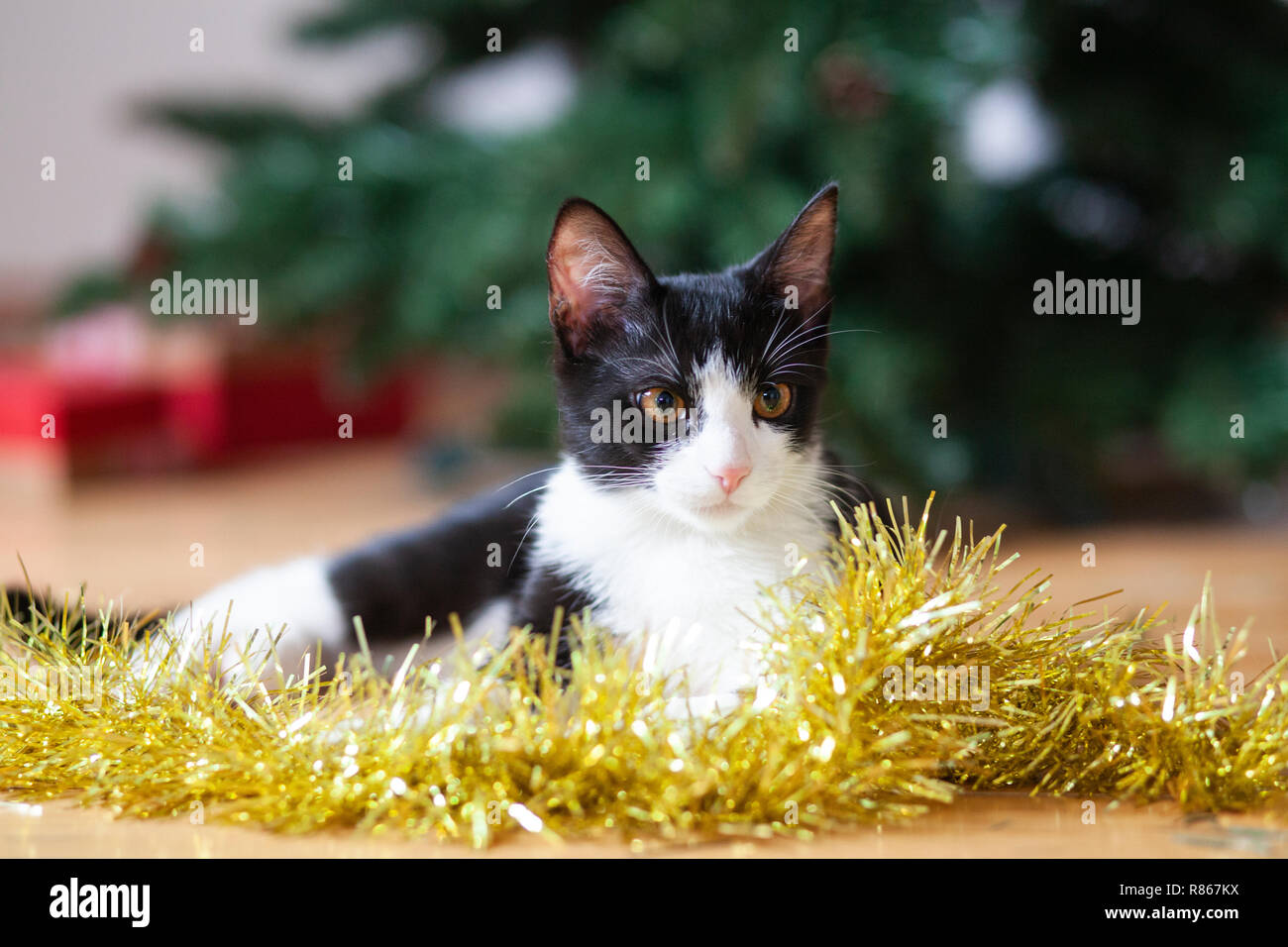 cute little cat under christmas tree Stock Photo - Alamy