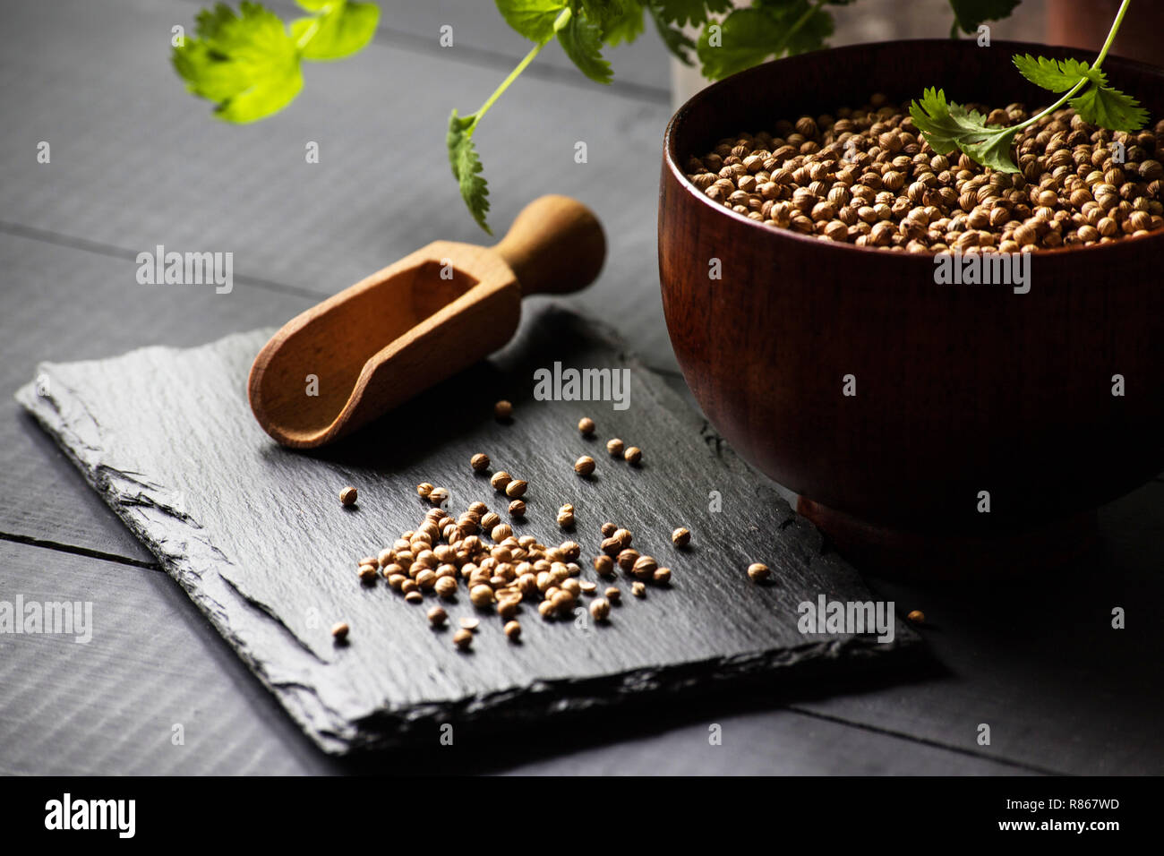 coriander cilantro seeds Stock Photo - Alamy