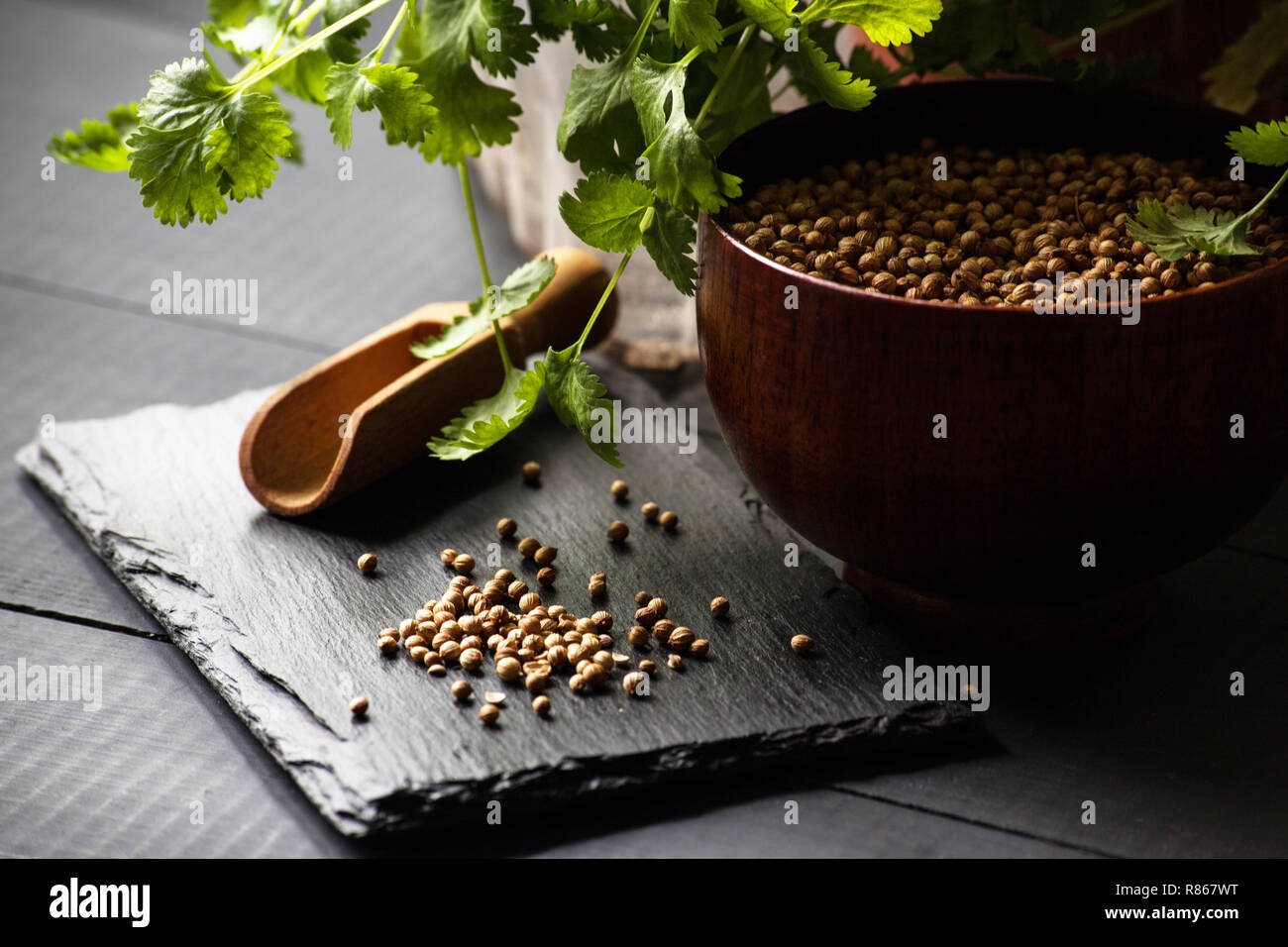coriander cilantro seeds Stock Photo - Alamy