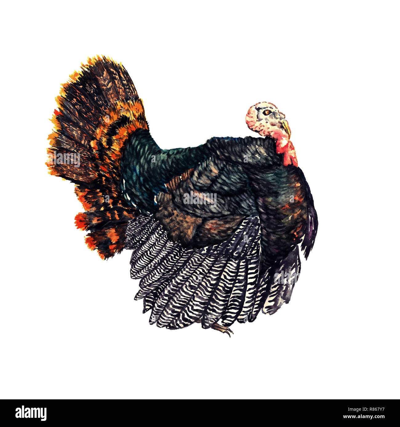 Illustration wild turkey side view Cut Out Stock Images & Pictures - Alamy