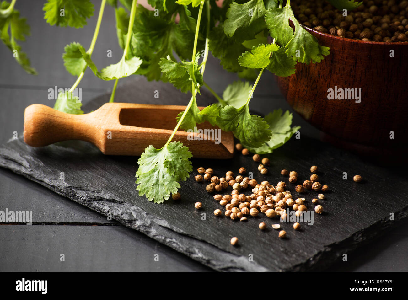 coriander cilantro seeds Stock Photo - Alamy