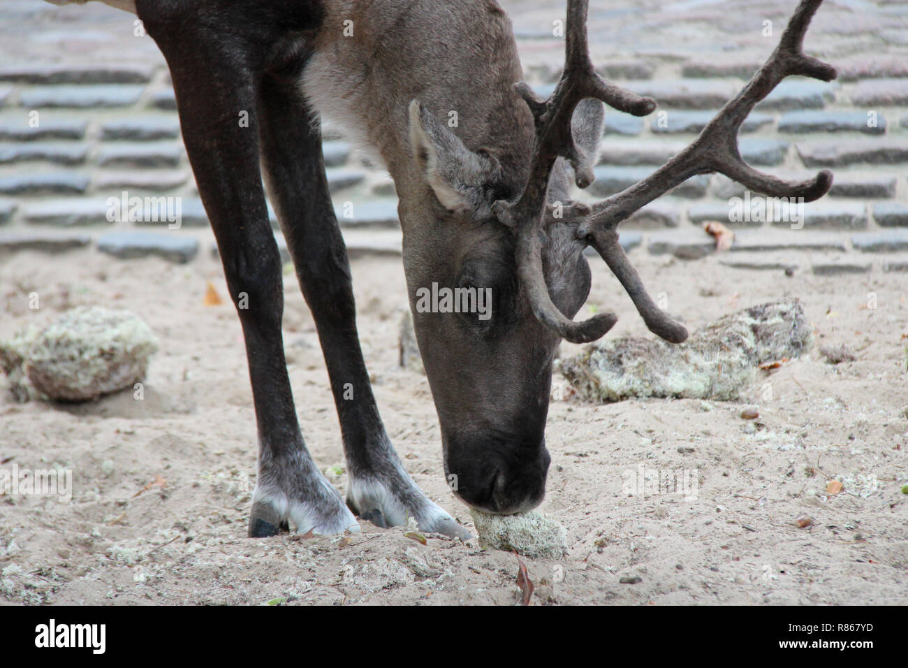 A reindeer in a zoo in Berlin (Germany Stock Photo - Alamy