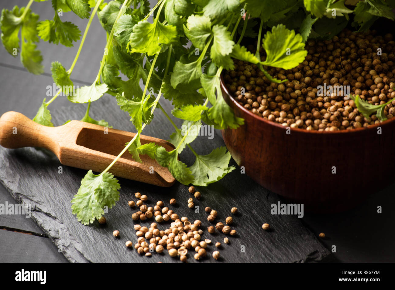 coriander cilantro seeds Stock Photo - Alamy