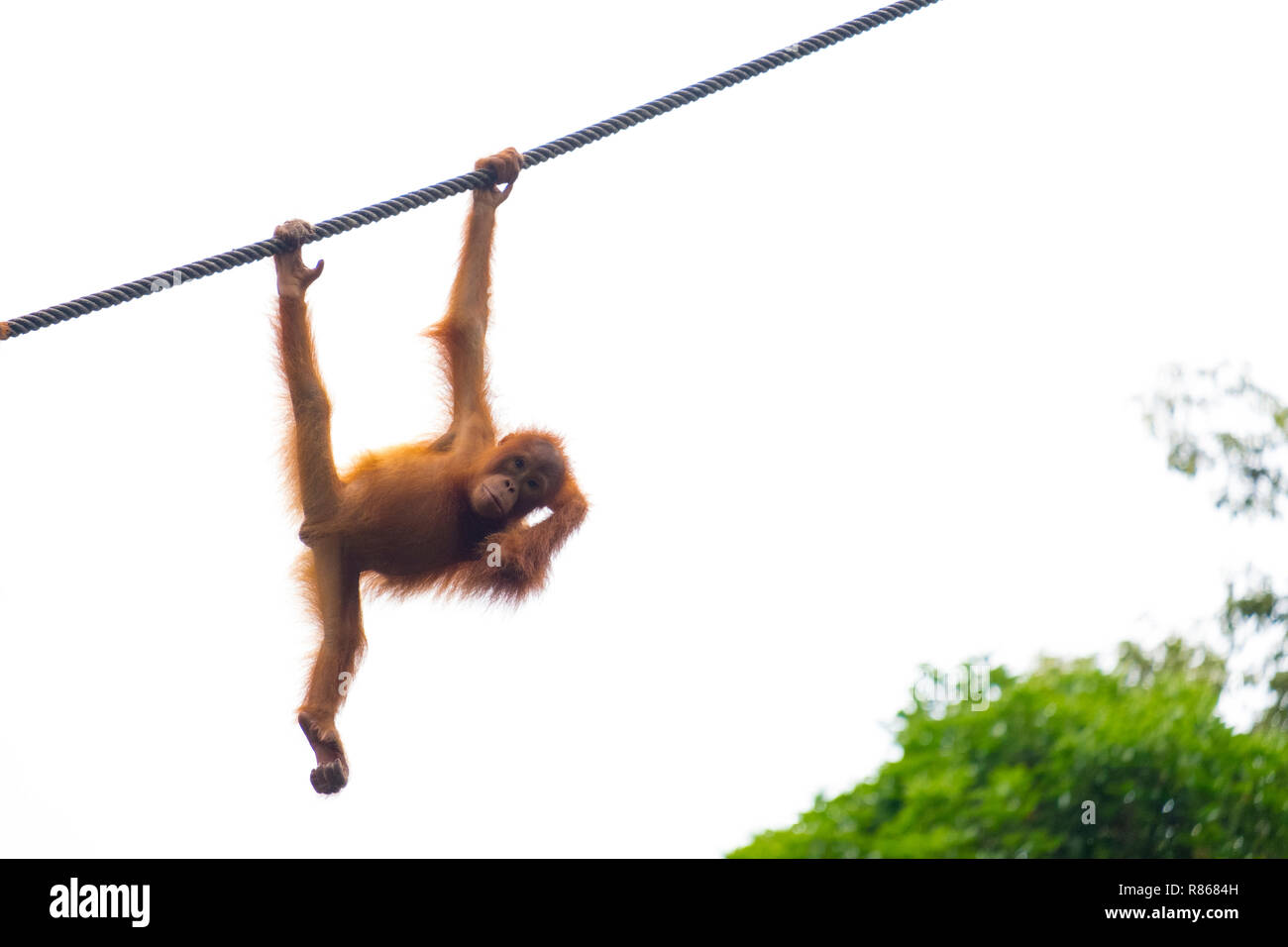 Little orangutan on the rope Stock Photo - Alamy