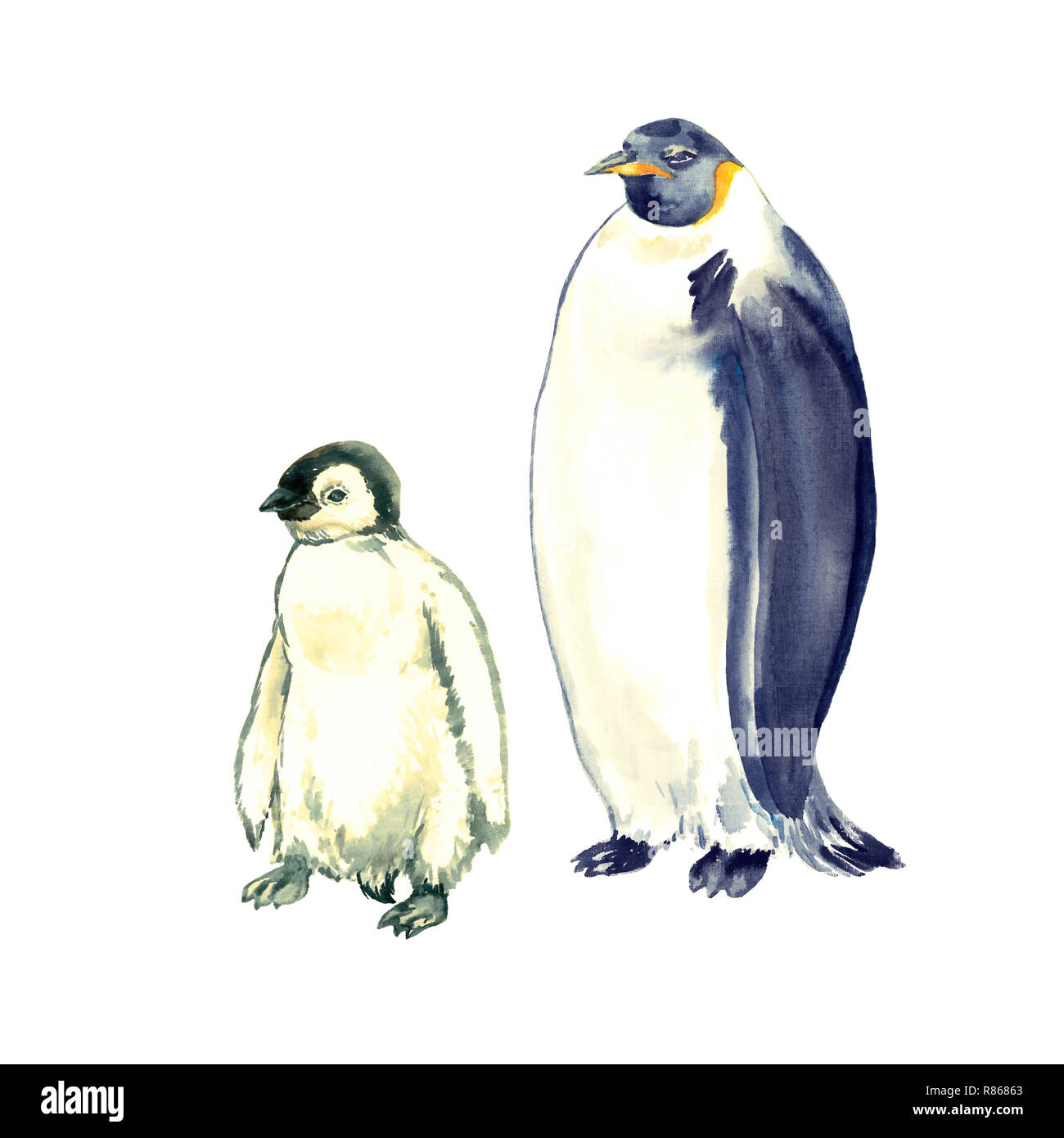 Emperor penguin adult and poult standing, isolated watercolor ...