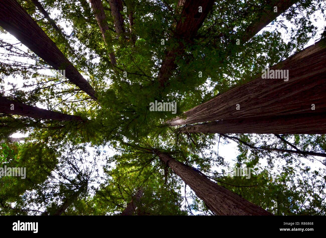 Redwood groves hi-res stock photography and images - Alamy