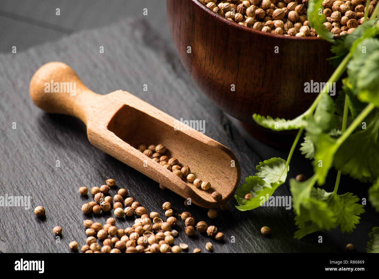 coriander cilantro seeds Stock Photo - Alamy