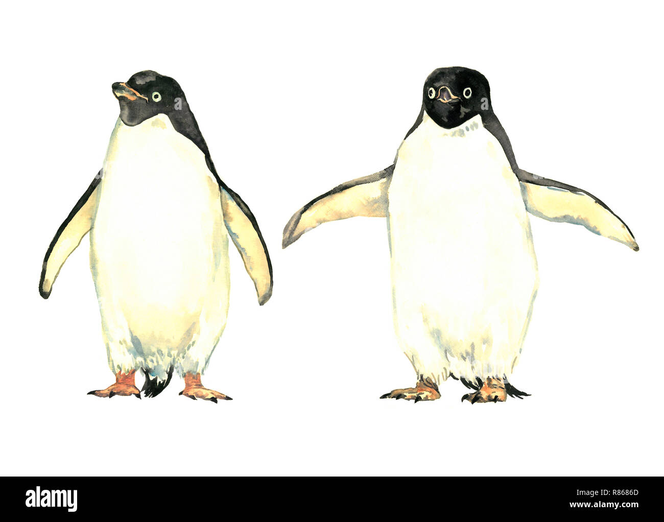 Emperor penguin couple hi-res stock photography and images - Alamy