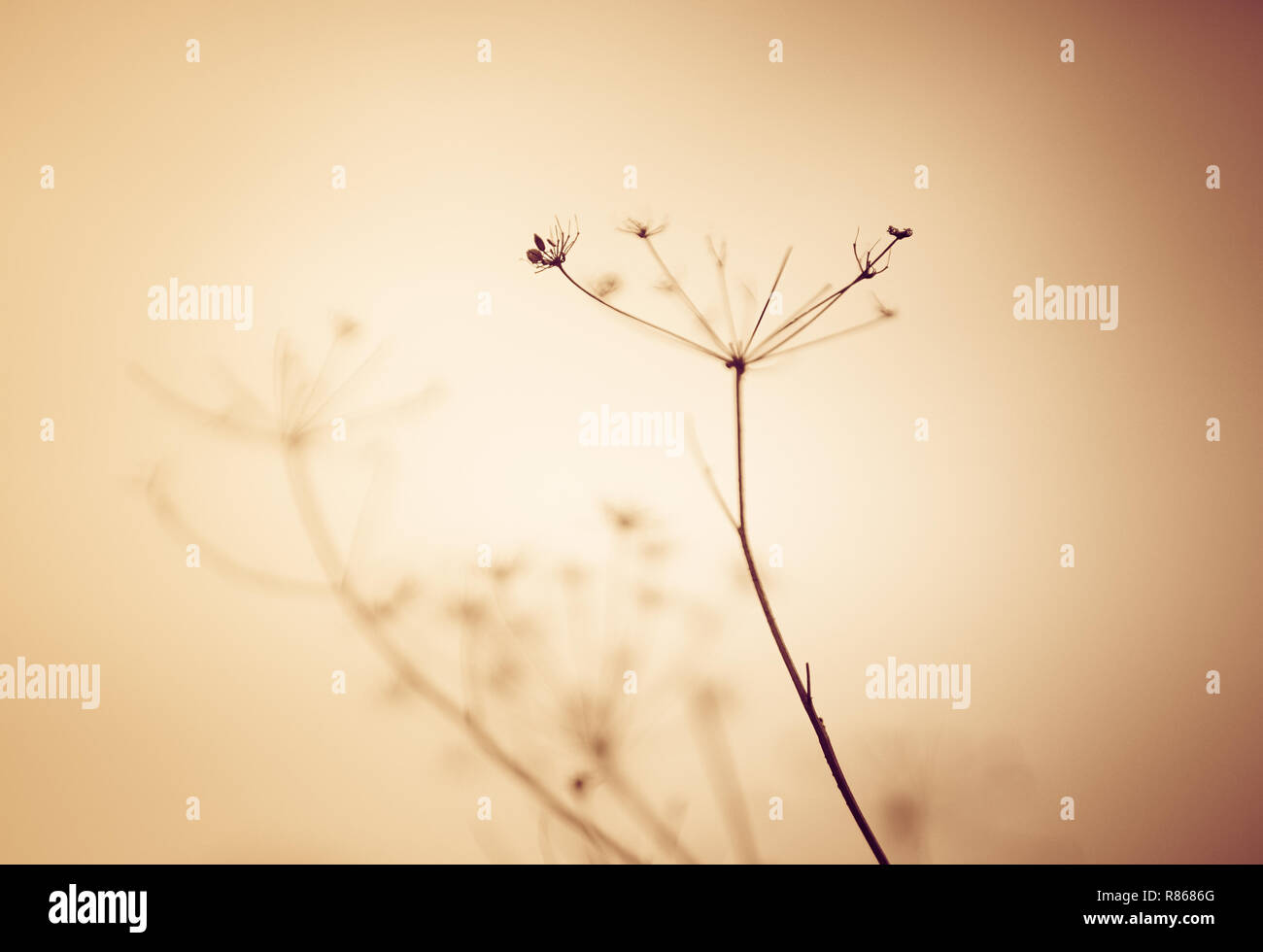 Natural background with dry flowers in brown blurred fog Stock Photo ...