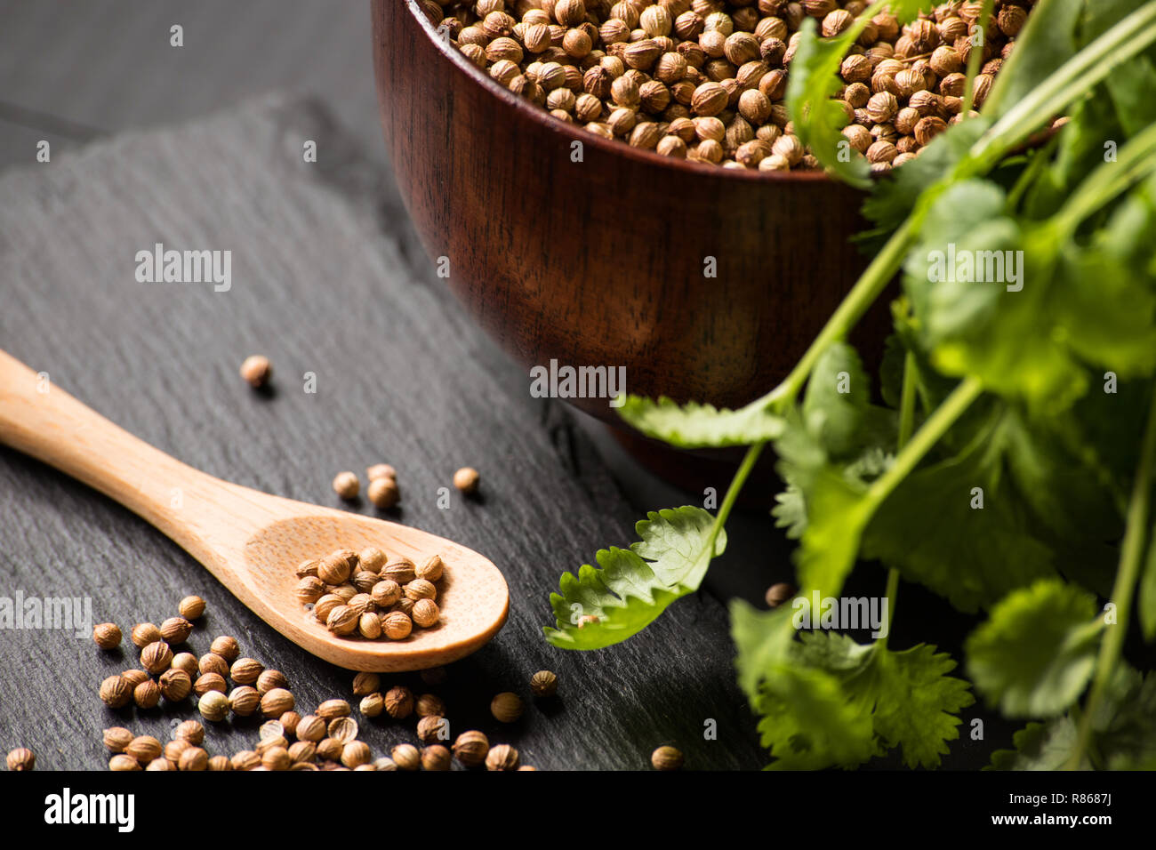 coriander cilantro seeds Stock Photo - Alamy