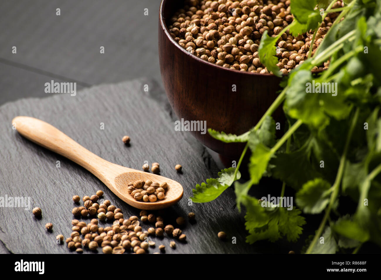 coriander cilantro seeds Stock Photo - Alamy