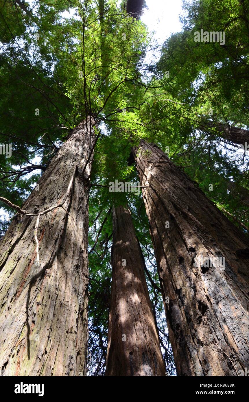 Avenue giants california hi-res stock photography and images - Alamy