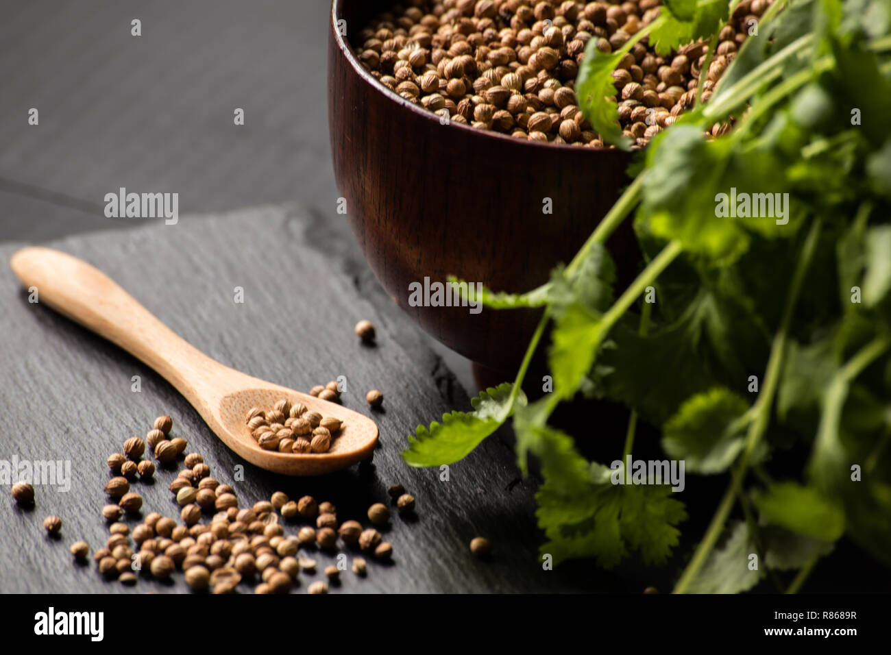 coriander cilantro seeds Stock Photo - Alamy