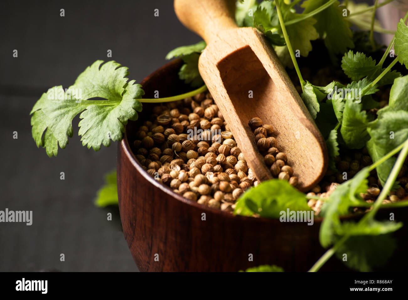 coriander cilantro seeds Stock Photo - Alamy